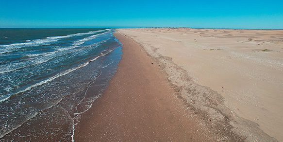 The Sahuaro